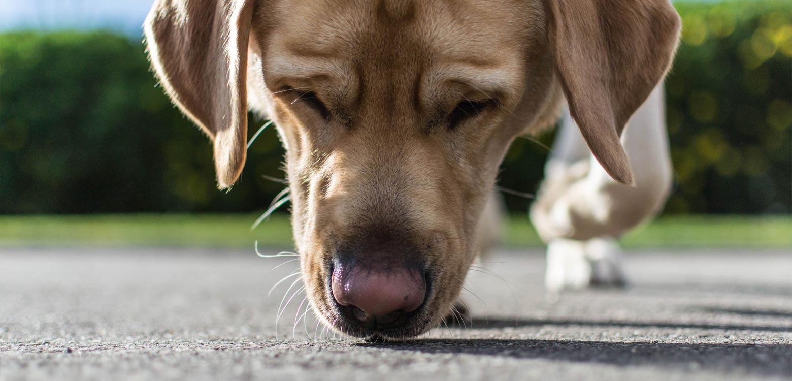 ¿Por qué los perros huelen la orina de otros perros? - Mascotas.com