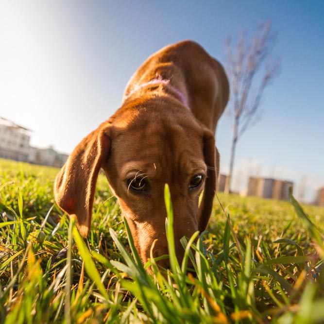 ¿Por qué los perros huelen la orina de otros perros? - Mascotas.com